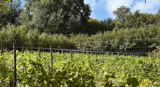 Hors Cadre - Vendanges au Kauwberg : une année exceptionnelle - BX1
